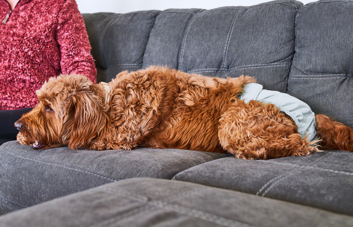Using Dog Diapers for Canine Incontinence Care | Pet Parents®