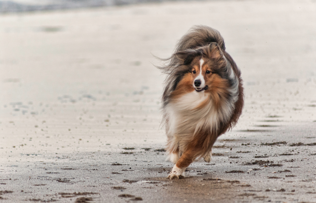 Skin and Coat Appearance in Healthy Dogs | Pet Parents®