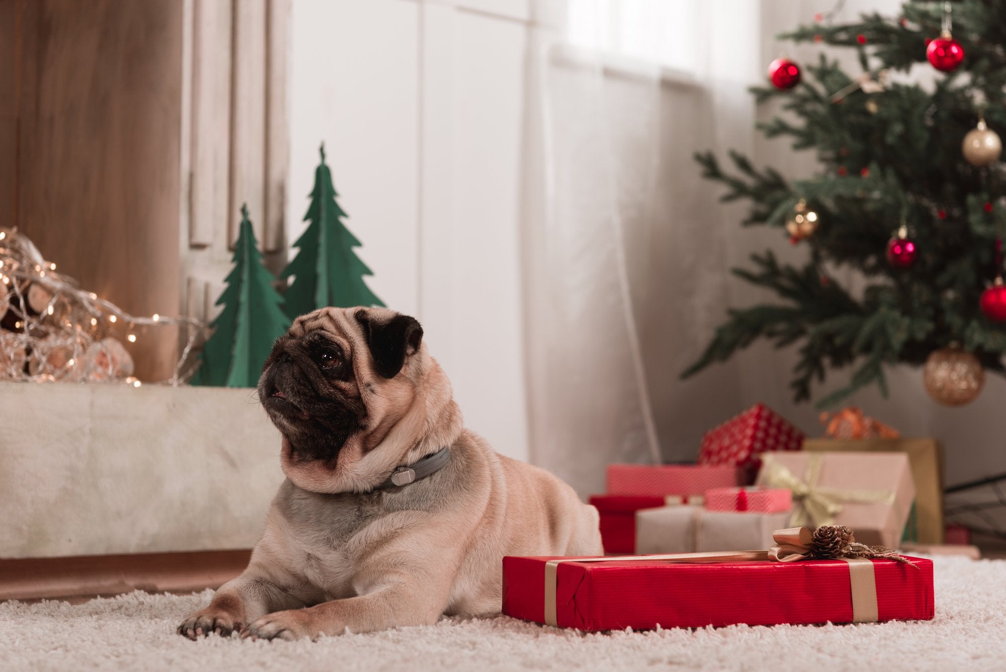 Your Dog's Christmas List