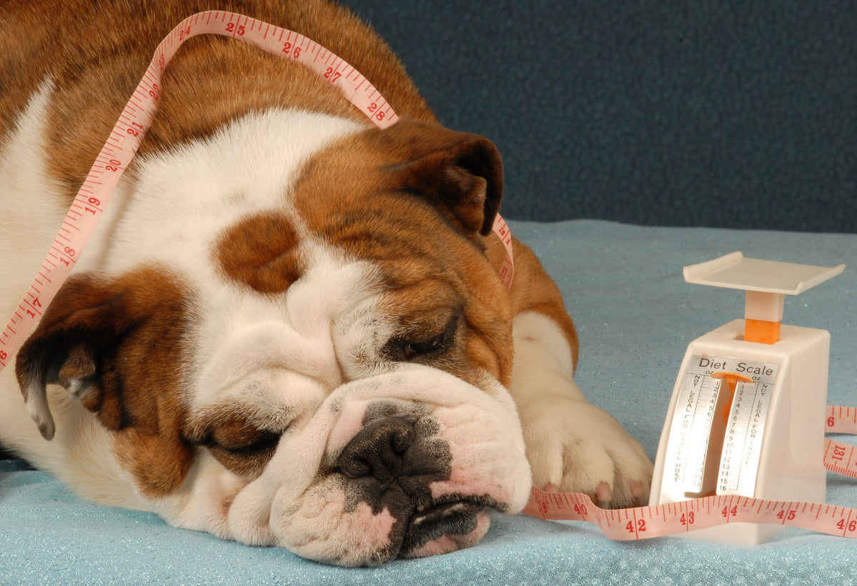 Obese Dog: How to Manage and Awareness | Pet Parents®