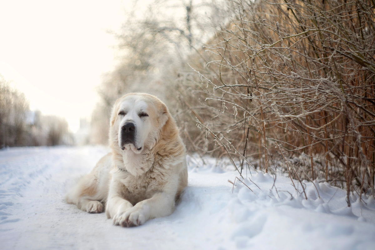 How Cold Is Too Cold For Your Dog? | Pet Parents®