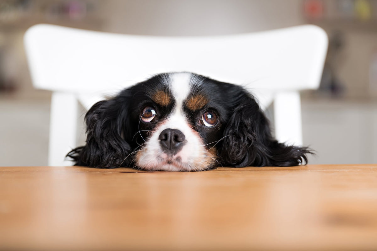 Dog Begging Prevention: Tips and Tricks | Pet Parents®