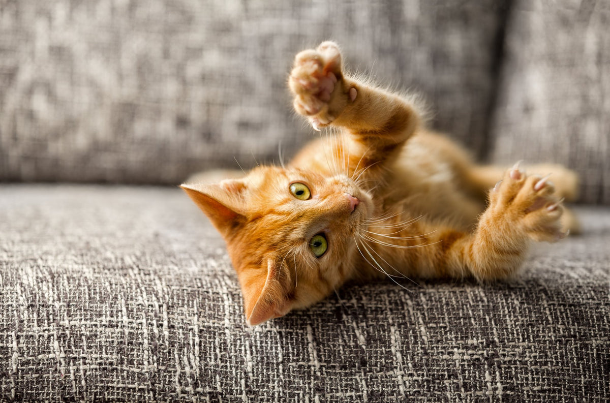 Is Declawing Cats Bad? Why You Shouldn't Have Cats Declawed | Pet Parents®