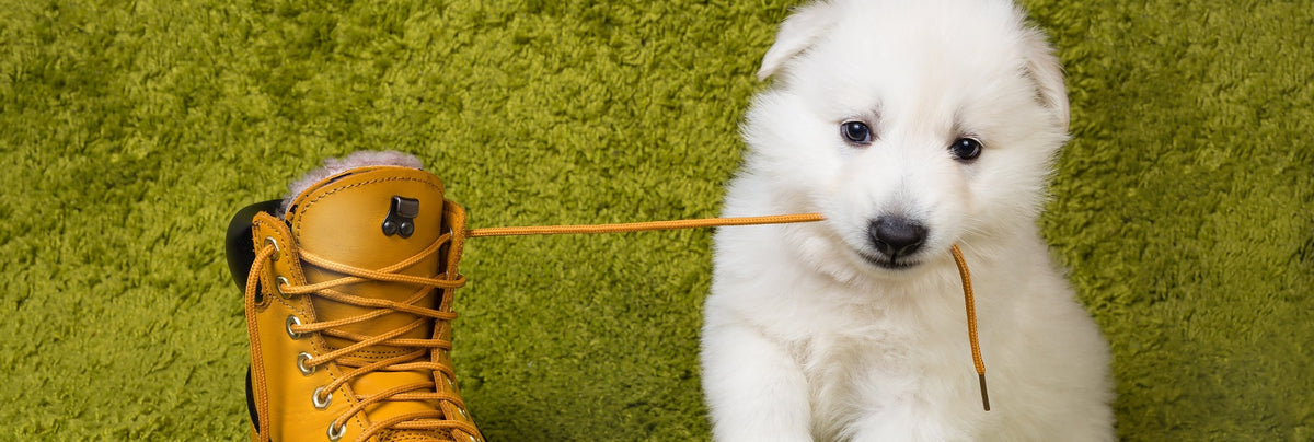 Stages of Dog Teething: Stages of Puppy Teething | Pet Parents®