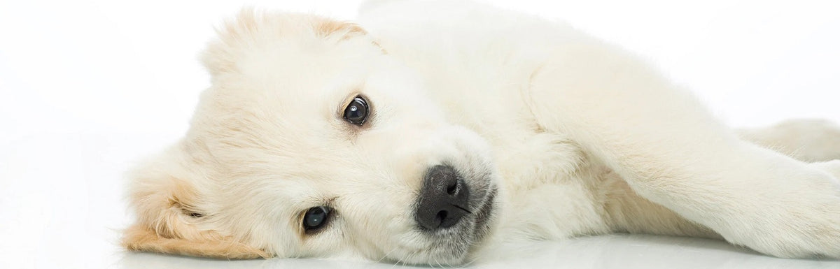 Panosteitis in Dogs | Pet Parents®