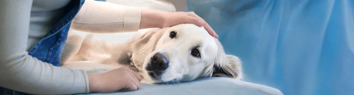 The Danger of Pyometra in your Female Dog: Pyometra in Dogs | Pet Parents®