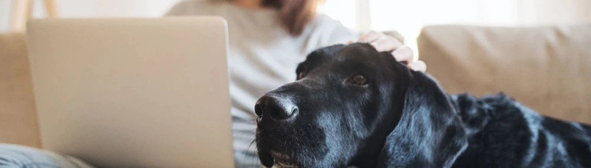 National Pet Week | Pet Parents®