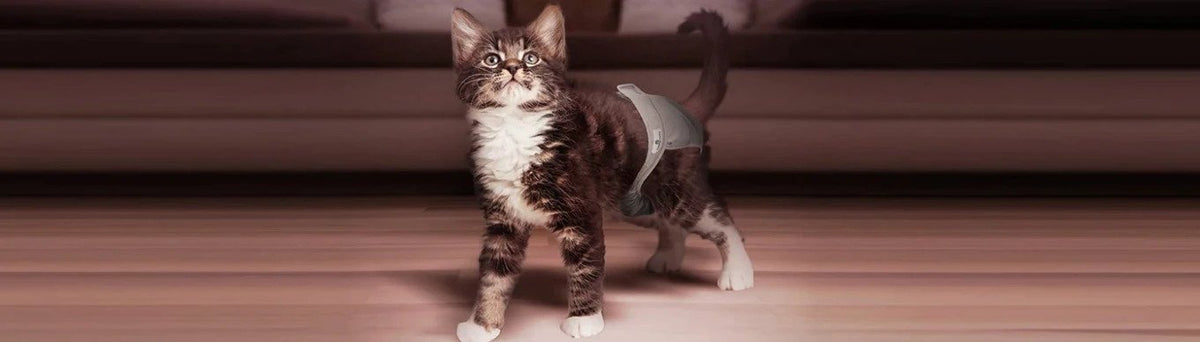 Cat Spraying: Why Does it Happen and What You Can Do | Pet Parents®