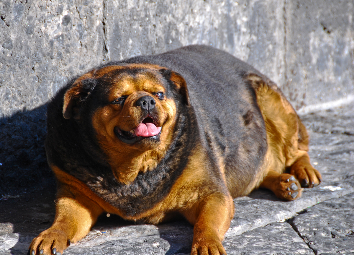 7 Reasons Why Dog Obesity is Dangerous | Pet Parents®