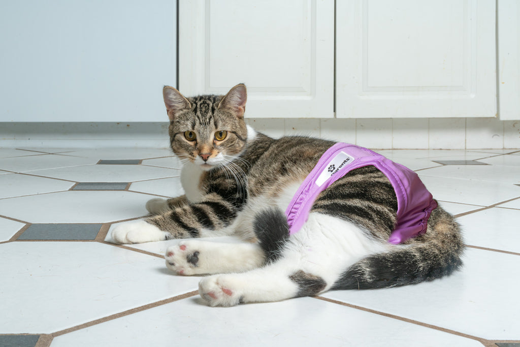Premium Washable Cat Diapers (3-Pack) | Kitten Diapers | Pet Parents®